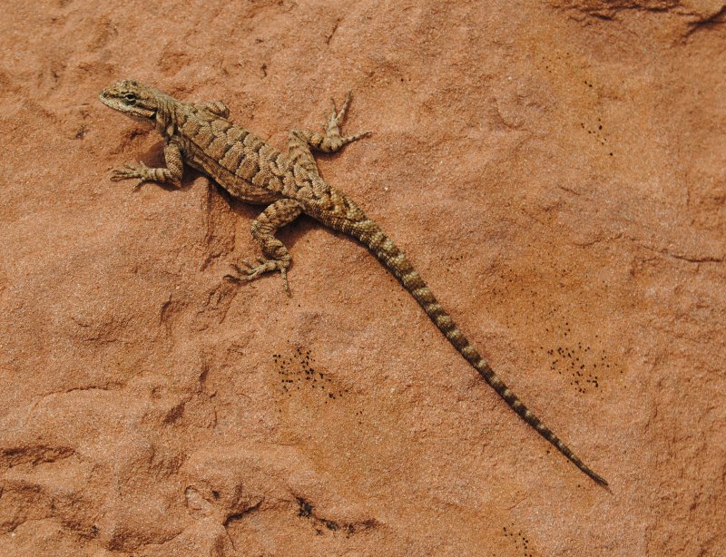 USA - lucertole - ID1 , Natura Mediterraneo | Forum Naturalistico