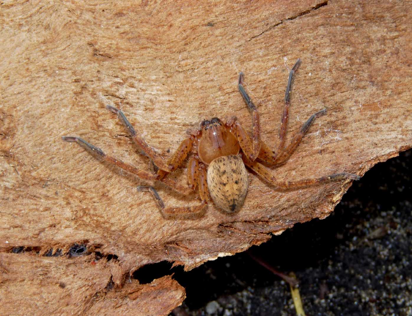 Ragno a 4 zampe ? , Natura Mediterraneo | Forum Naturalistico