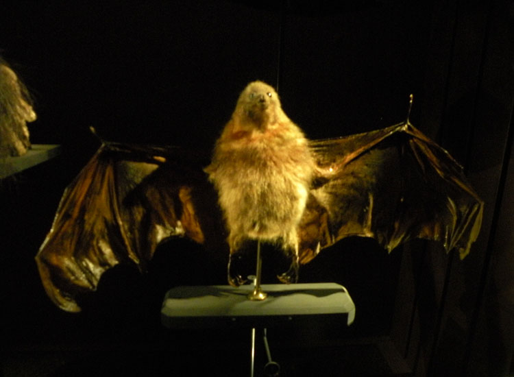 ...mai più.... , Natura Mediterraneo | Forum Naturalistico