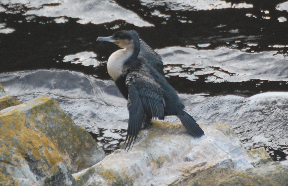 dal Sud Africa: Cormorano pettobianco(Phalacrocorax lucidus) , Natura ...